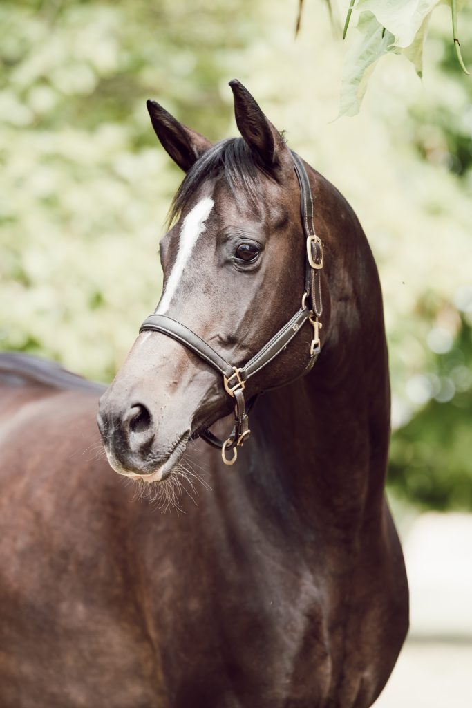 Mares - Von Rosing Horses